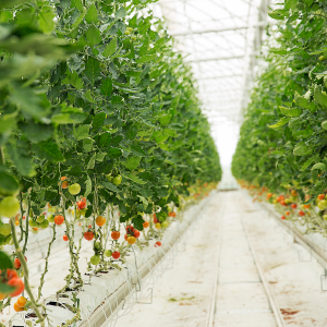 Aron Light – Horticultural Lighting